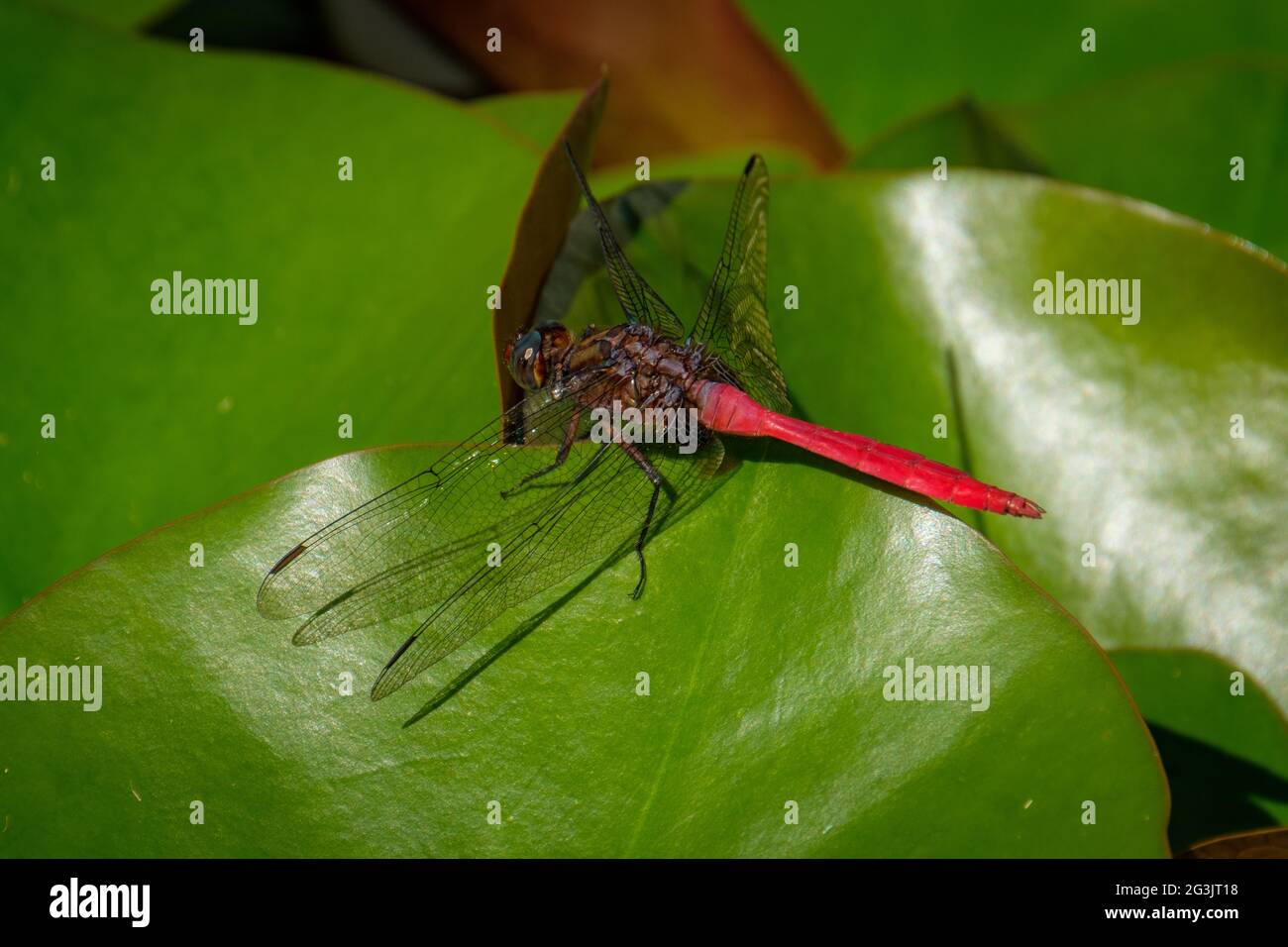 Dragonfly at Mt Coot-Tha Library "Frog Ponds Stock Photo - Alamy