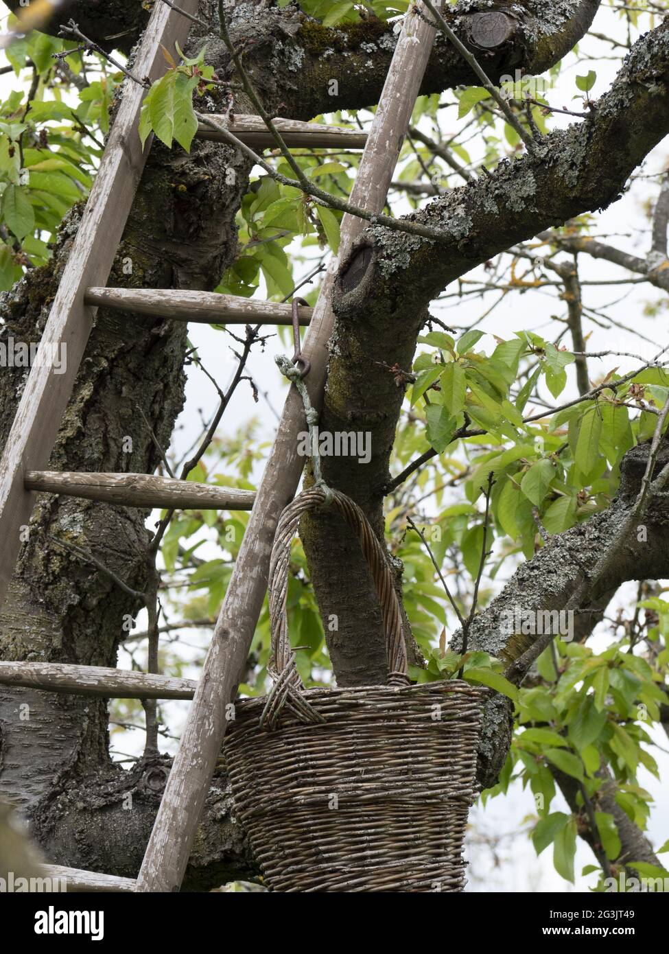 Ladder picking fruit hi-res stock photography and images - Alamy