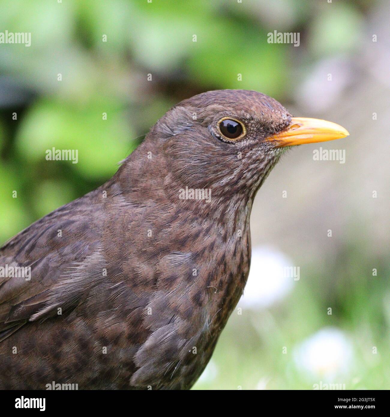 Close up Portrait of Blackbird Stock Photo - Alamy