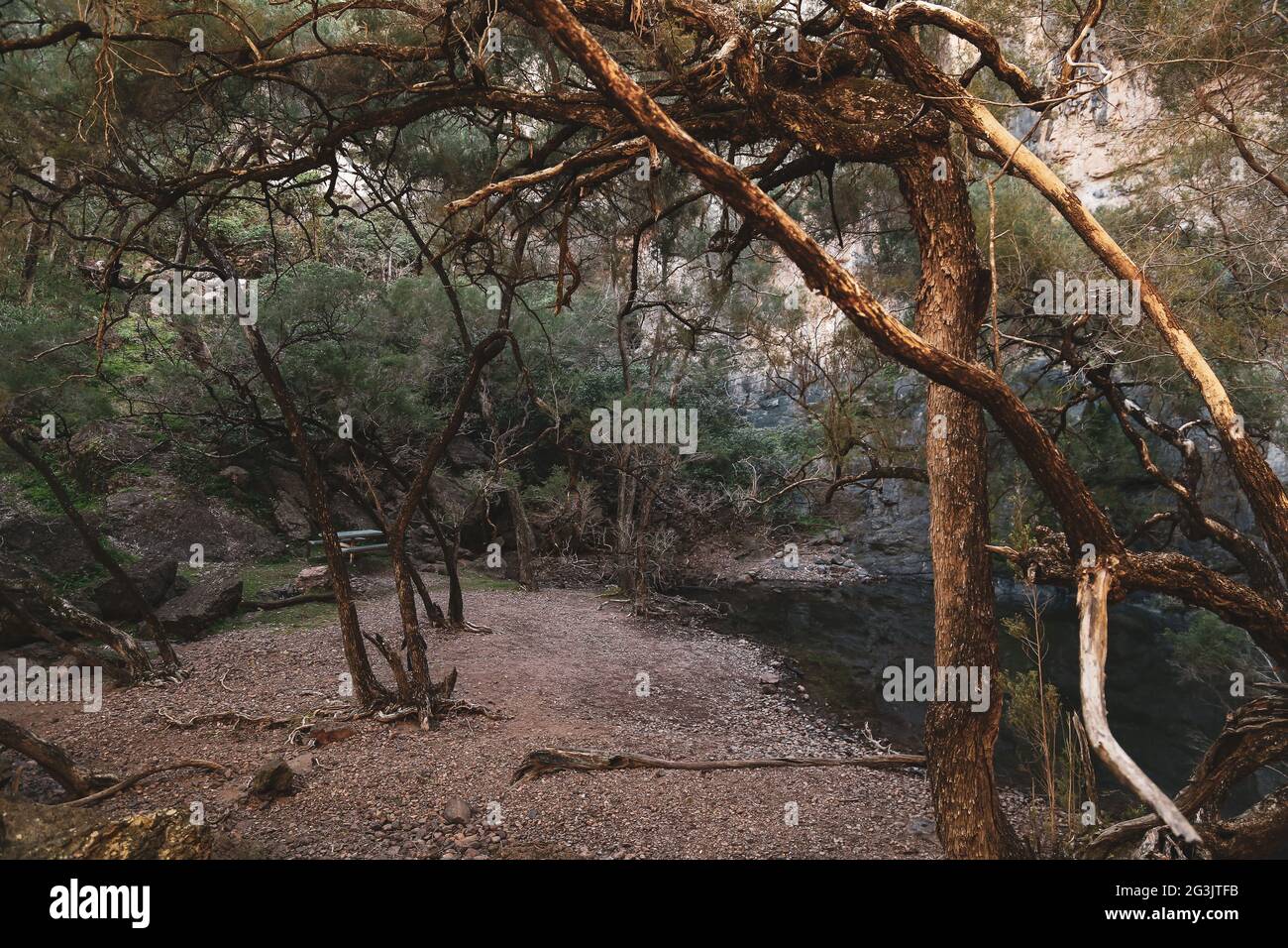 Mesmerizing view of the forest with tall trees Stock Photo - Alamy