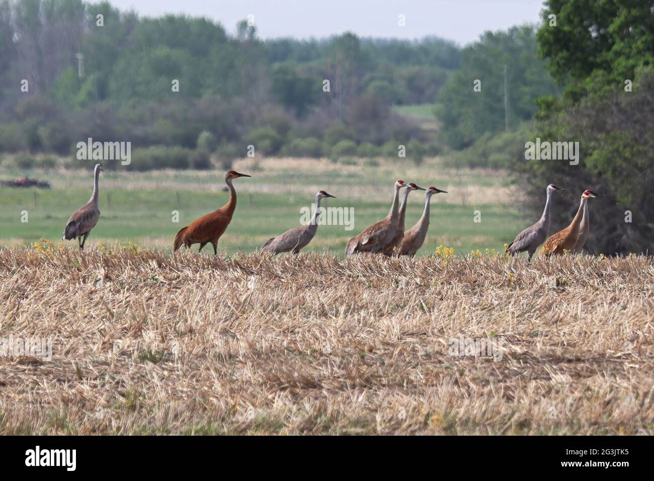 A flock of sandhill cranes rest in a field Stock Photo - Alamy