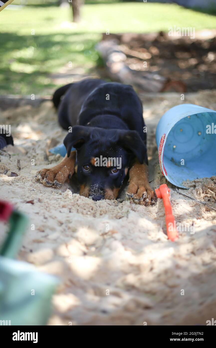 Cute black Rottweiler lying on the sand in a baby playground Stock ...