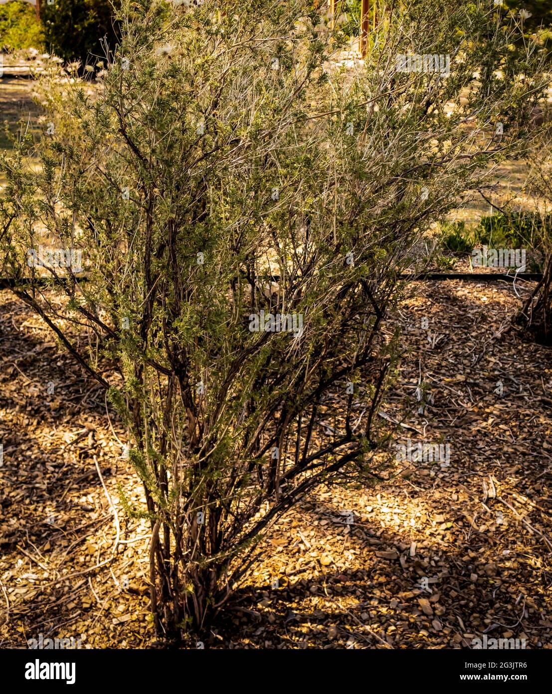 Desert setting hi-res stock photography and images - Alamy