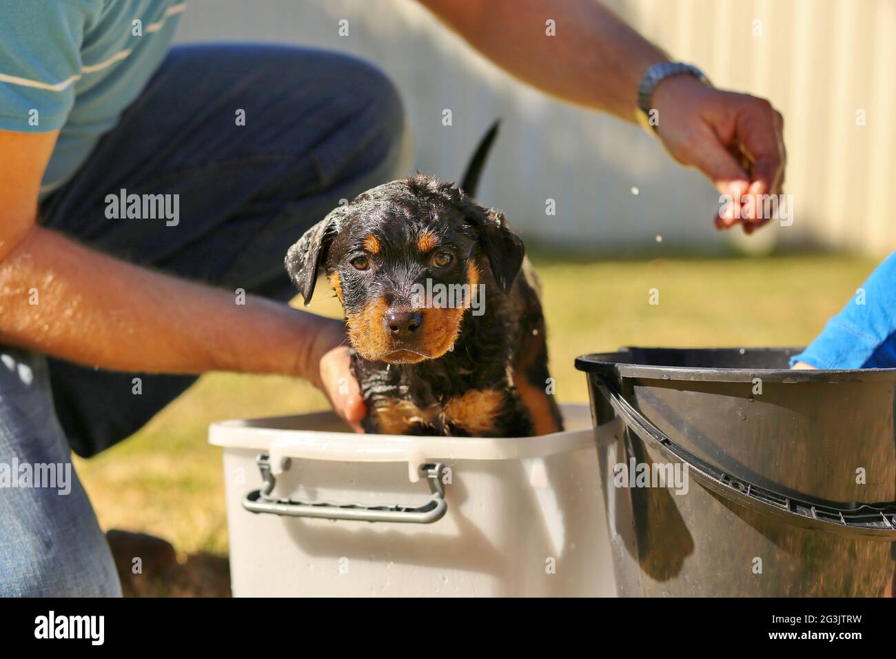 Man washing his dog hi-res stock photography and images - Alamy
