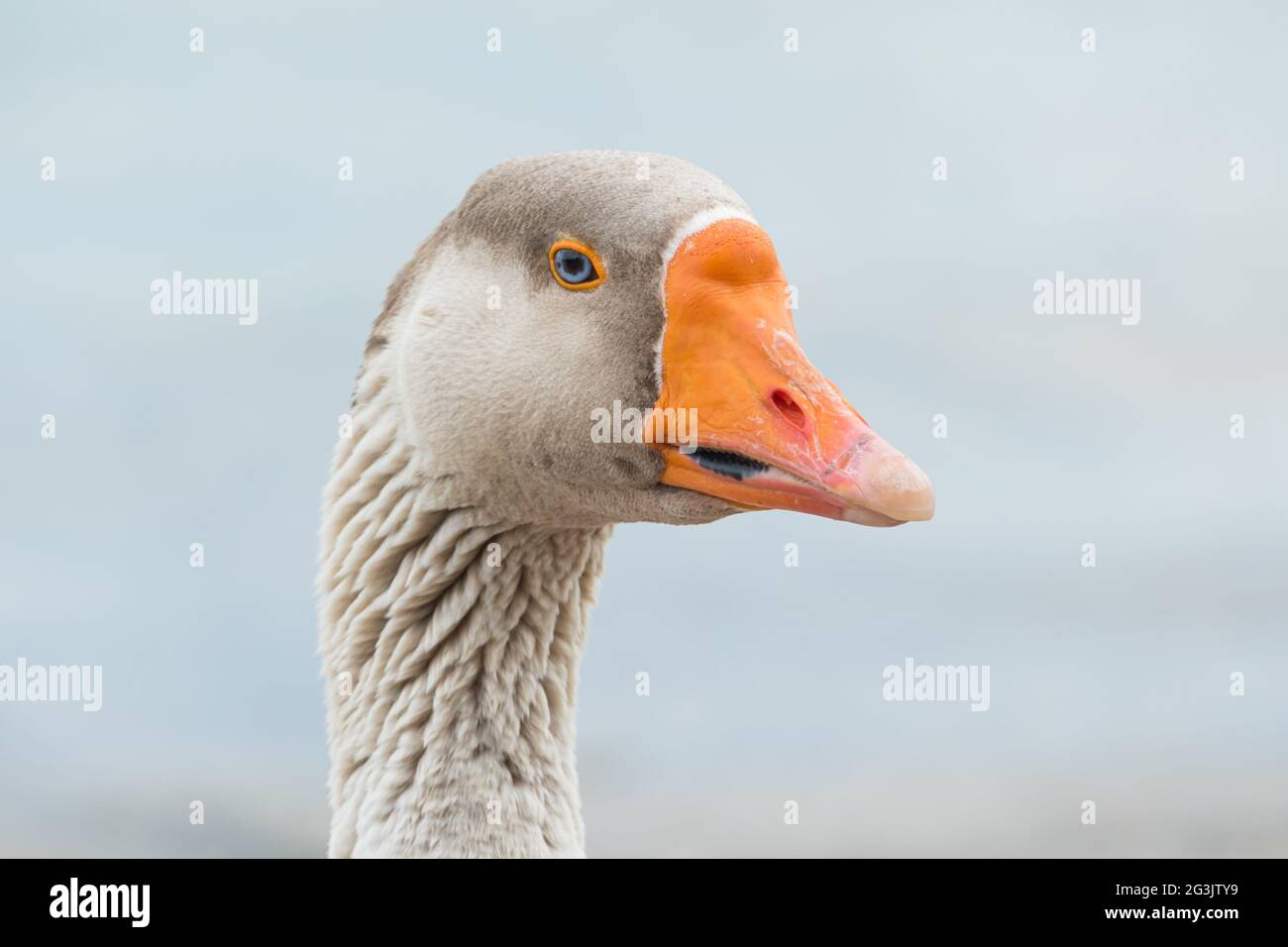 bird grey geese close up of head seen in daylight outdoors Stock Photo ...