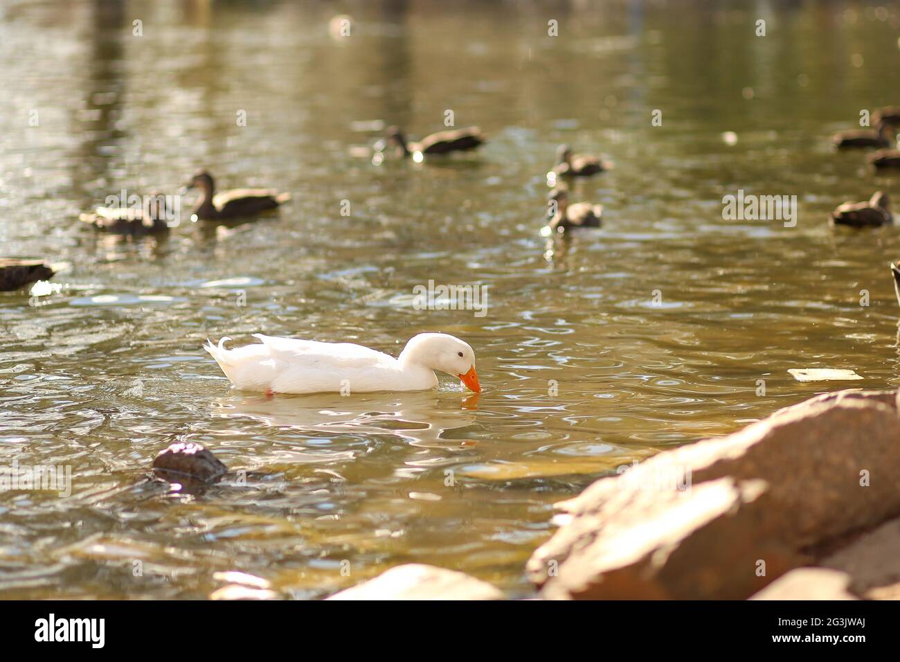 White duck swimming and floating in the lake with small ducks Stock ...