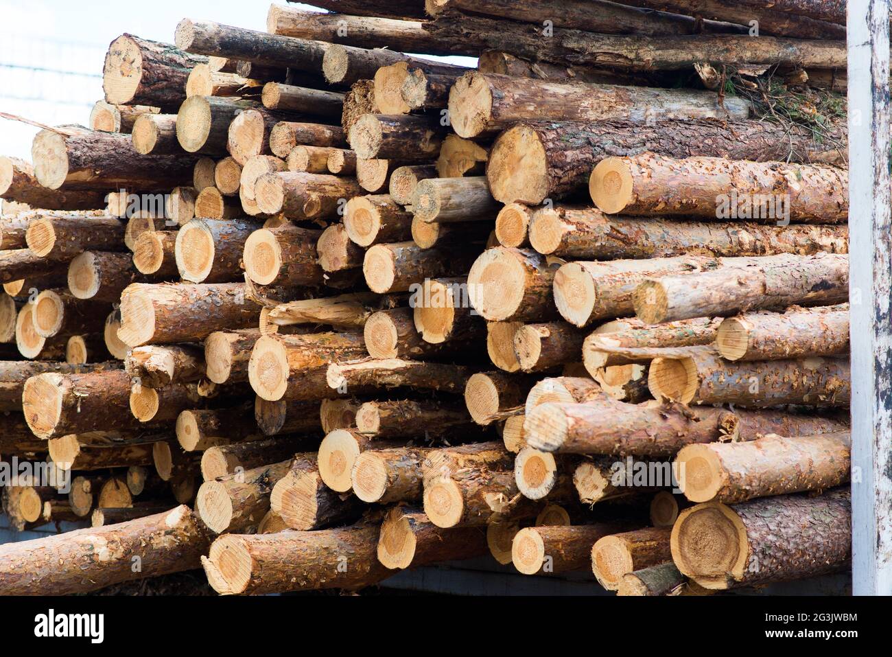 Beech logs, national park, forest lumber Wood materials Stock Photo - Alamy