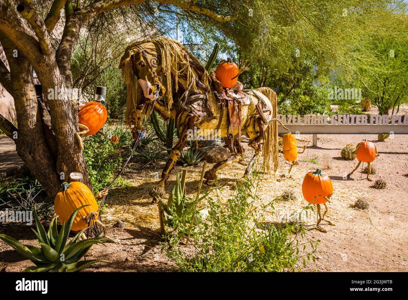 Desert Botanical Garden - Plants & Sculpture - Strange Garden - Ray ...