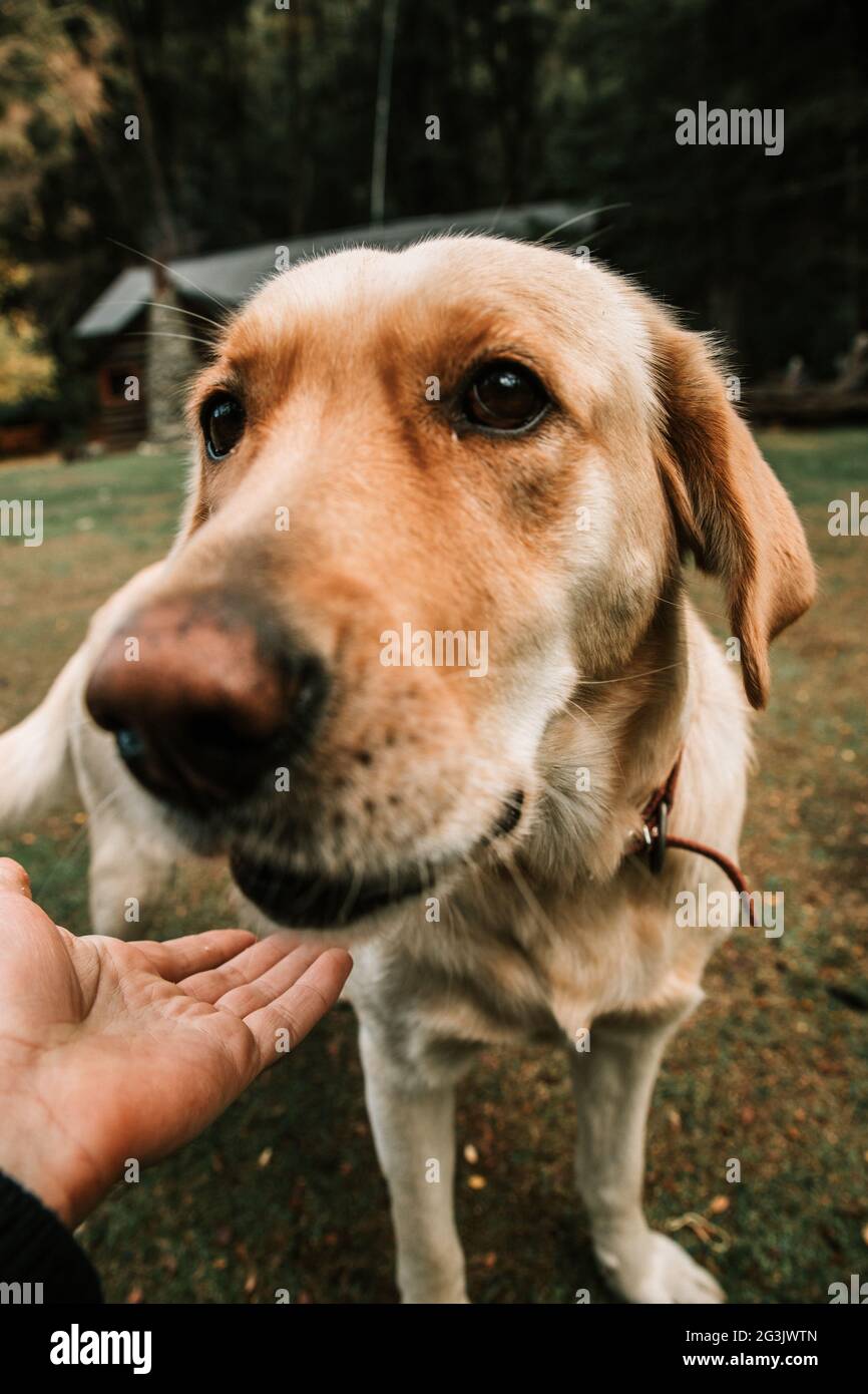 Closeup shot of a brown dog Stock Photo - Alamy