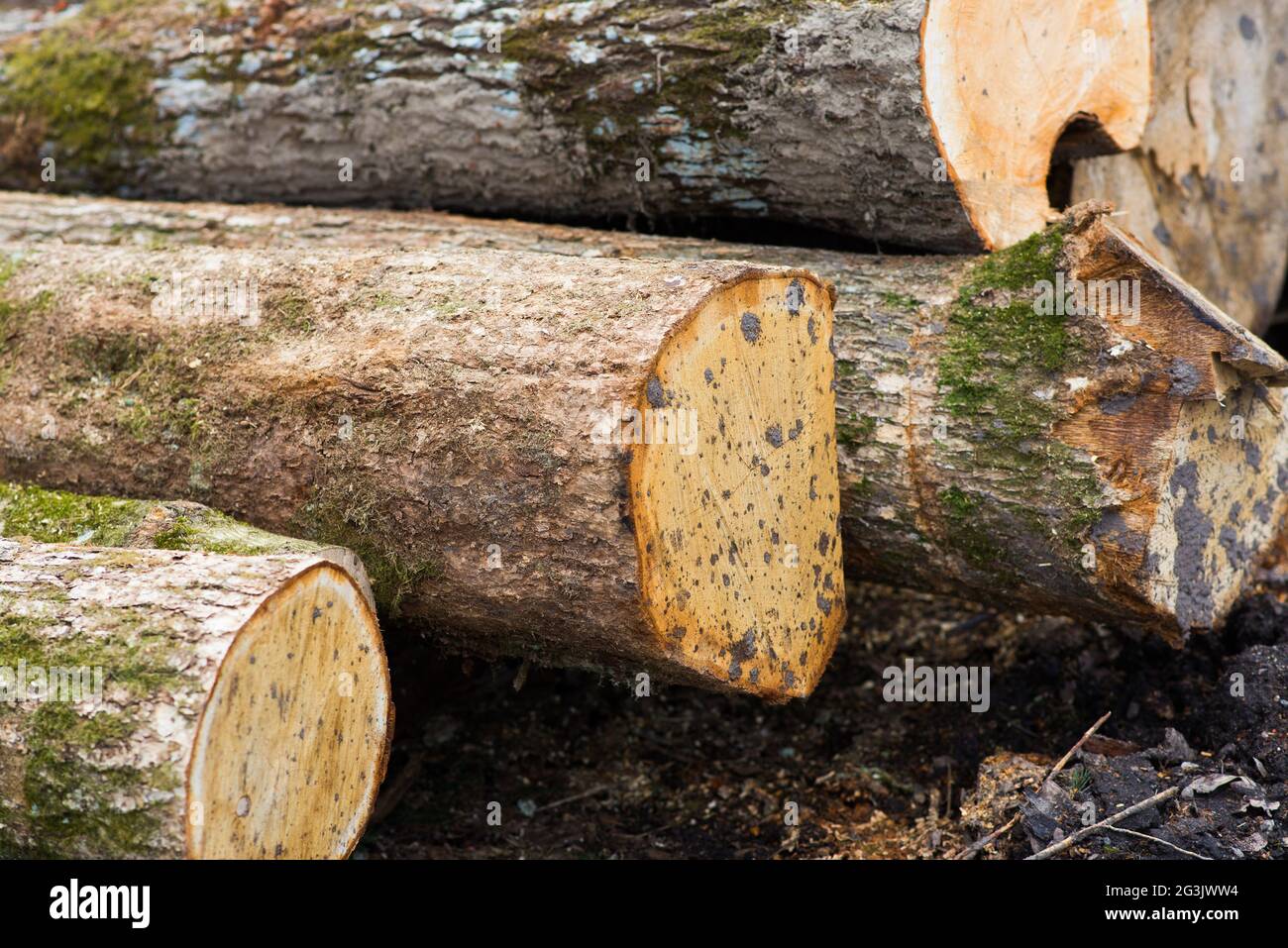Beech logs, national park, forest lumber Wood materials Stock Photo - Alamy