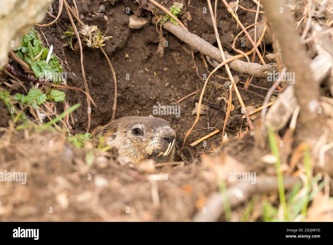 Gopher Teeth