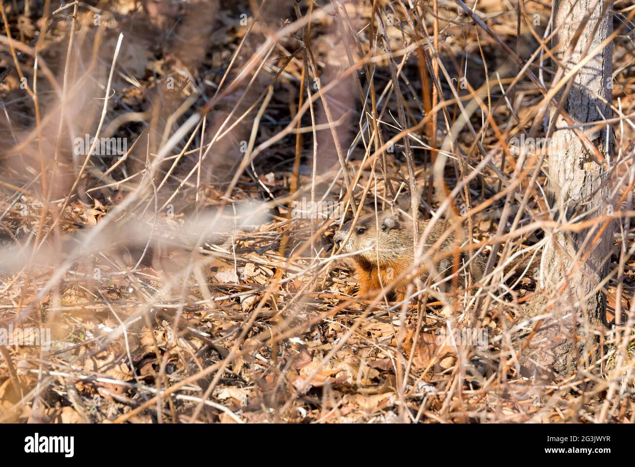 A ground hog seen through brush in the woods. He is brown and ...