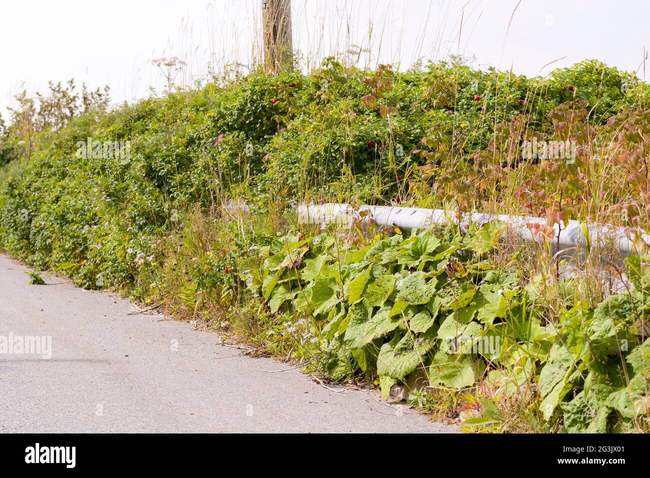 Metal guard rail beside a road heavily overgrown with bushes, grass ...