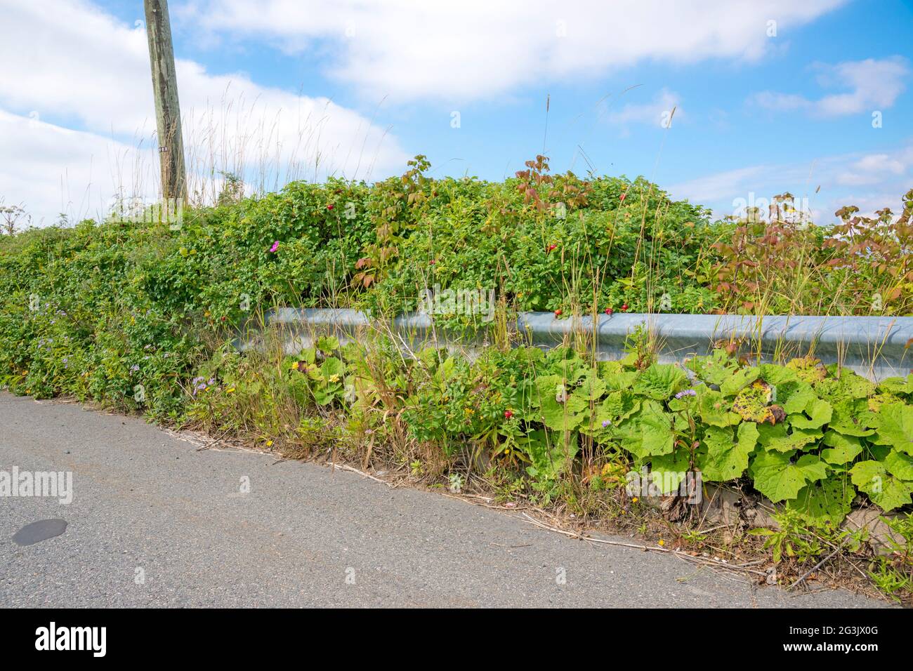 Guardrail plant guard rail hi-res stock photography and images - Alamy