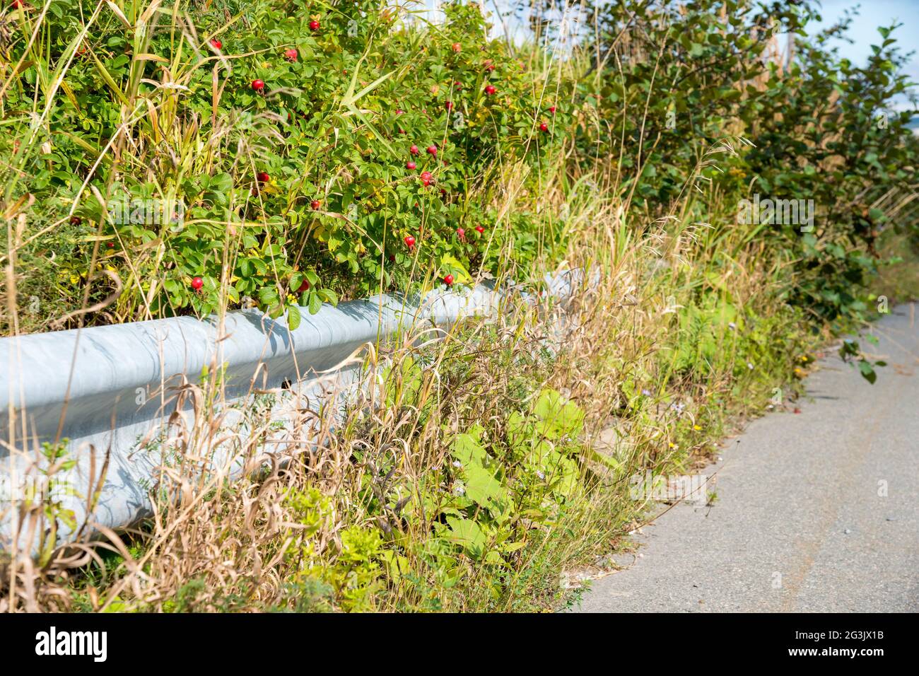 Heavily overgrown hi-res stock photography and images - Alamy