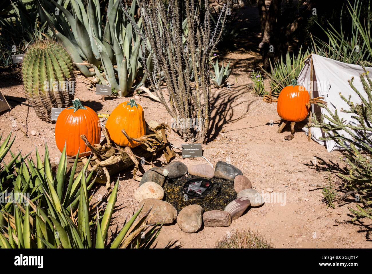 Desert Botanical Garden - Plants & Sculpture - Strange Garden - Ray ...