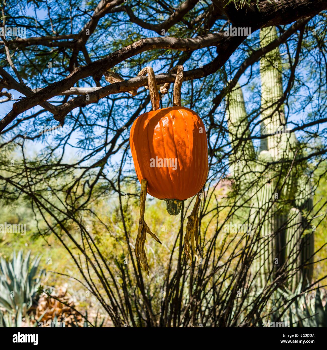 Desert Botanical Garden - Plants & Sculpture - Strange Garden - Ray ...