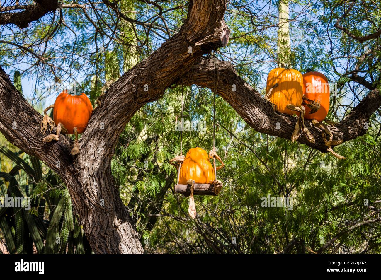 Desert Botanical Garden - Plants & Sculpture - Strange Garden - Ray ...