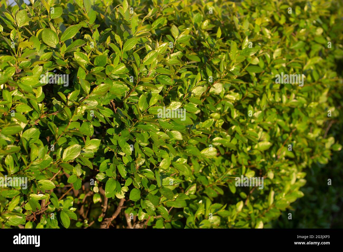 Green background. Bushes in the garden. Texture from plants Stock Photo ...