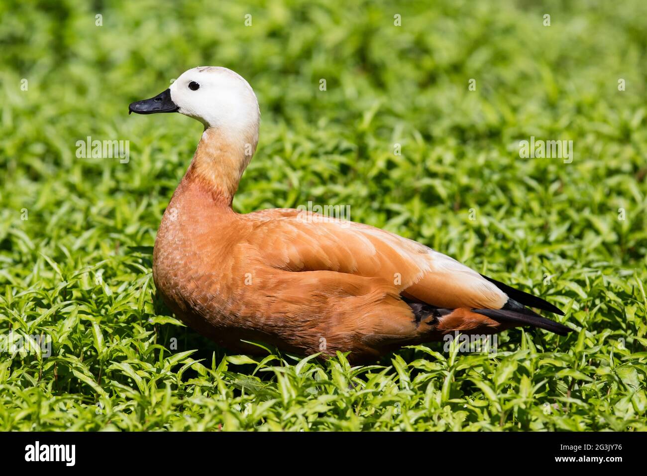 Ruddy shelduck in the grass Stock Photo - Alamy