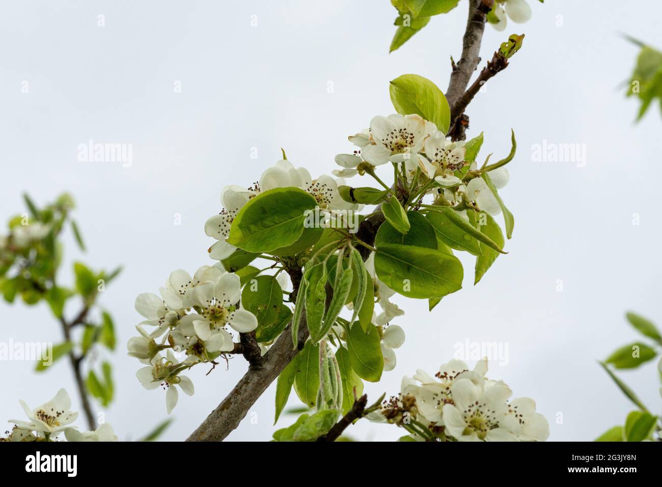 Closeup shot of the white Callery pear tree flowers with green leaves ...