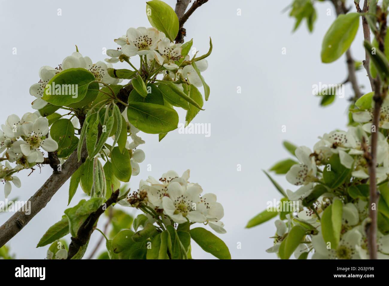 Closeup shot of the white Callery pear tree flowers with green leaves ...