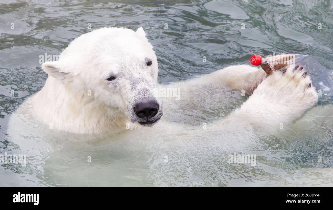 Sea_bear hi-res stock photography and images - Alamy