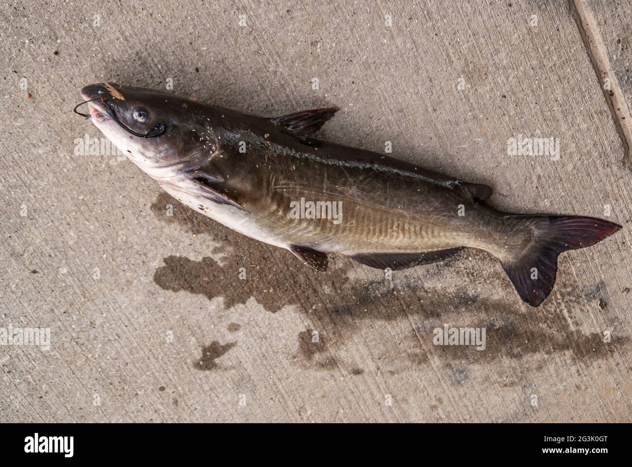 Sucker fish hi-res stock photography and images - Alamy