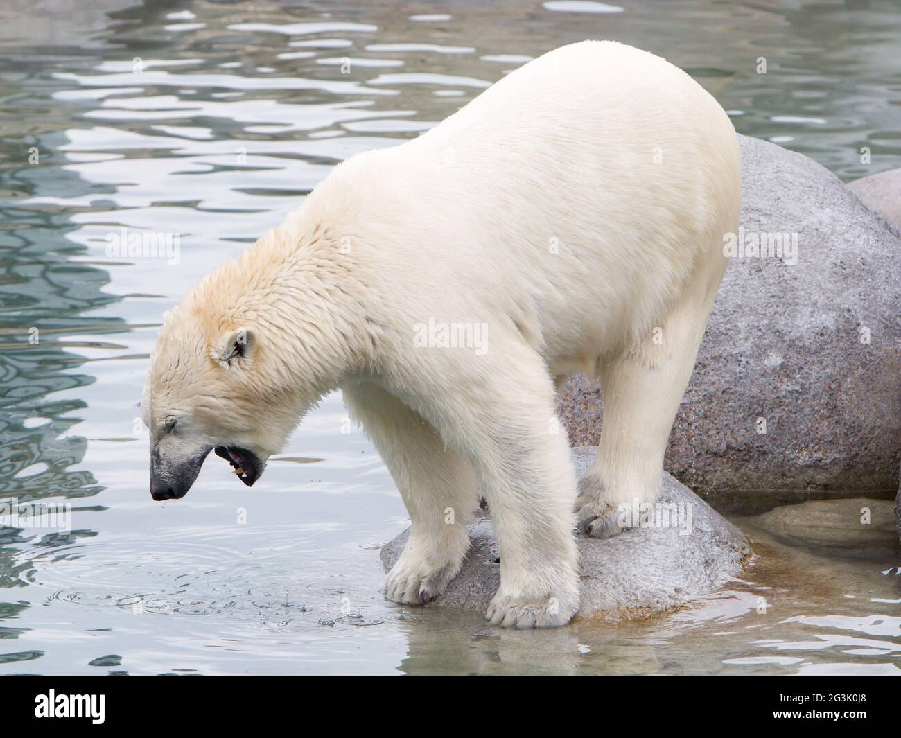 Ice bear unhappy hi-res stock photography and images - Alamy