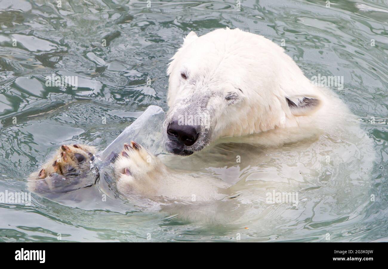 Sea_bear hi-res stock photography and images - Alamy