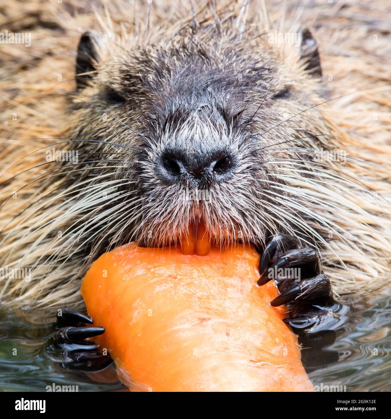 Beaver eating carrot hi-res stock photography and images - Alamy