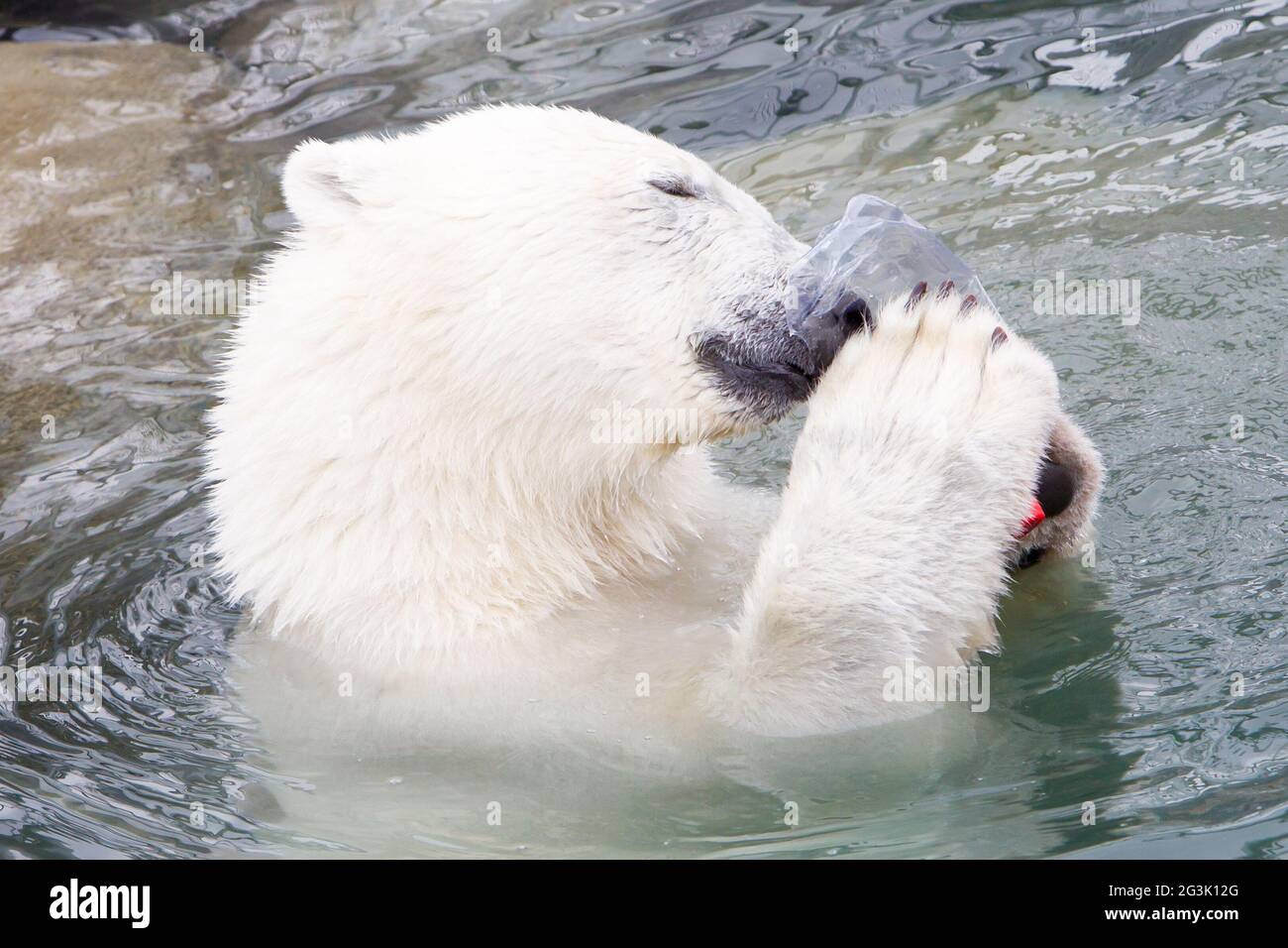 Sea_bear hi-res stock photography and images - Alamy