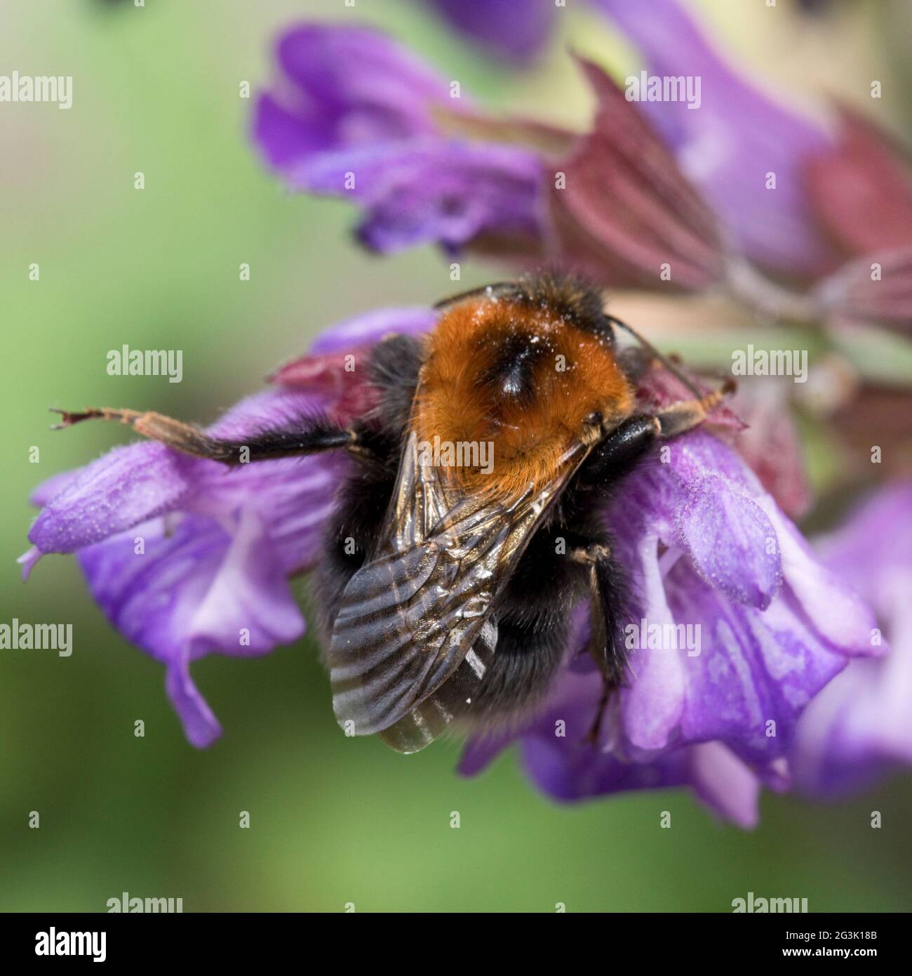 Tree Bumblebee (bombus hypnorum) on sage flowers in a garden in June ...