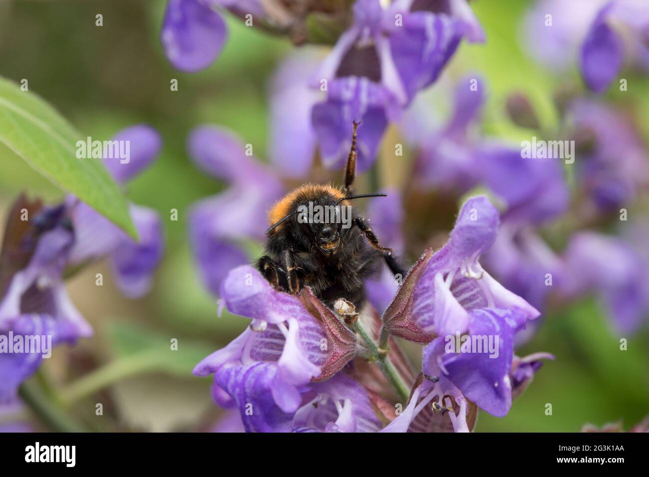 Tree Bumblebee (bombus hypnorum) on sage flowers in a garden in June ...