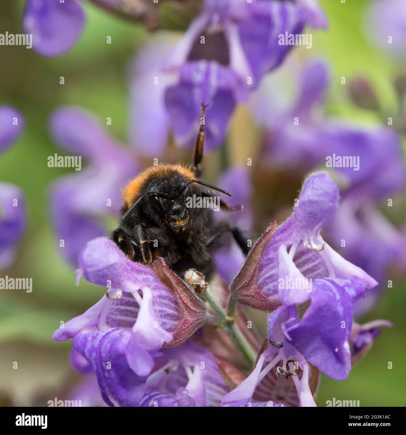 Tree Bumblebee (bombus hypnorum) on sage flowers in a garden in June ...