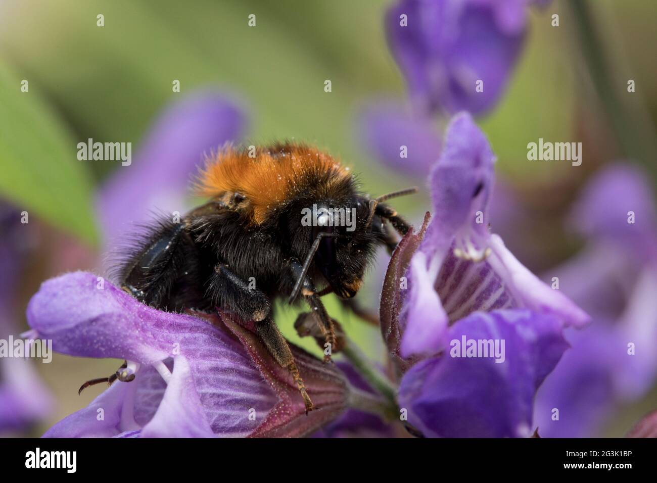Tree Bumblebee (bombus hypnorum) on sage flowers in a garden in June ...