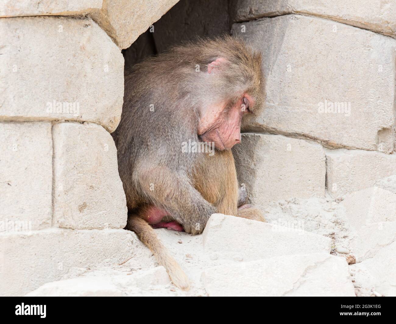 Baboon sleeping hi-res stock photography and images - Alamy