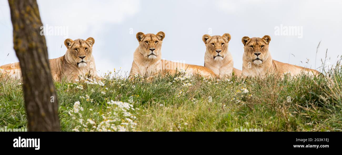 Four female lions Stock Photo - Alamy