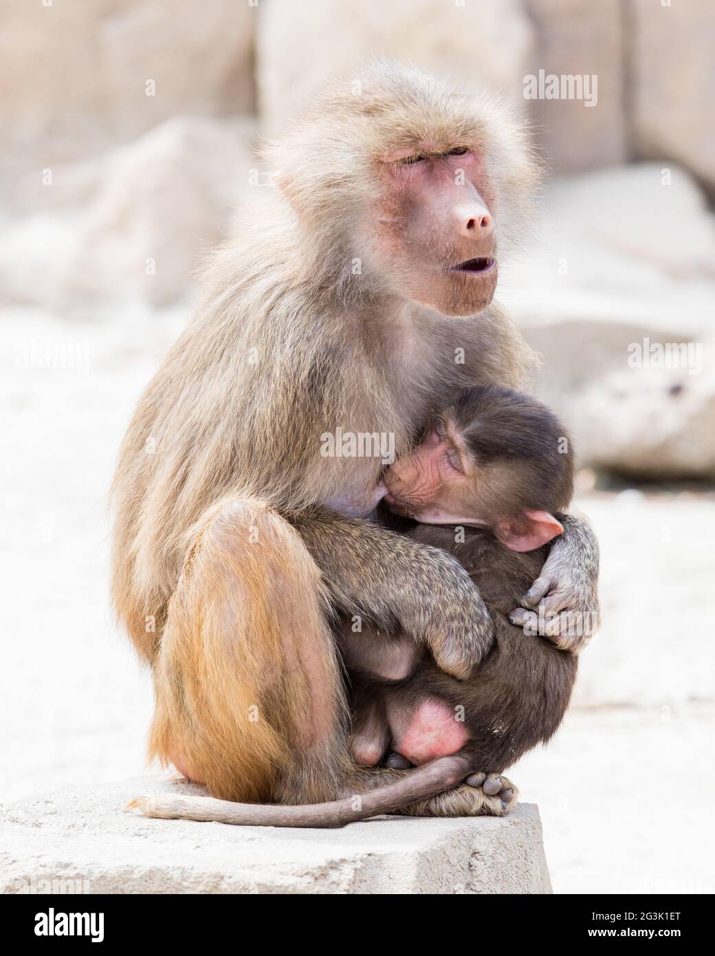 Baboon mother and her little one Stock Photo - Alamy