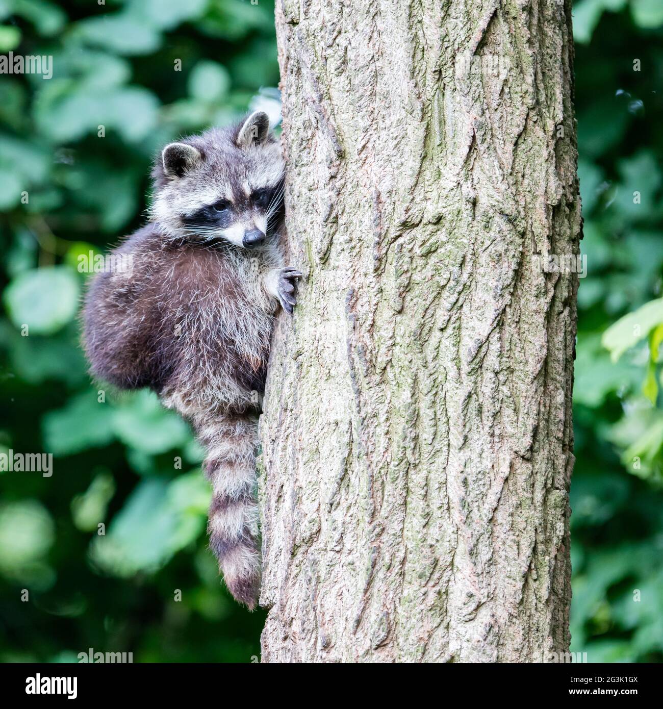 Racoon climbing a tree Stock Photo - Alamy