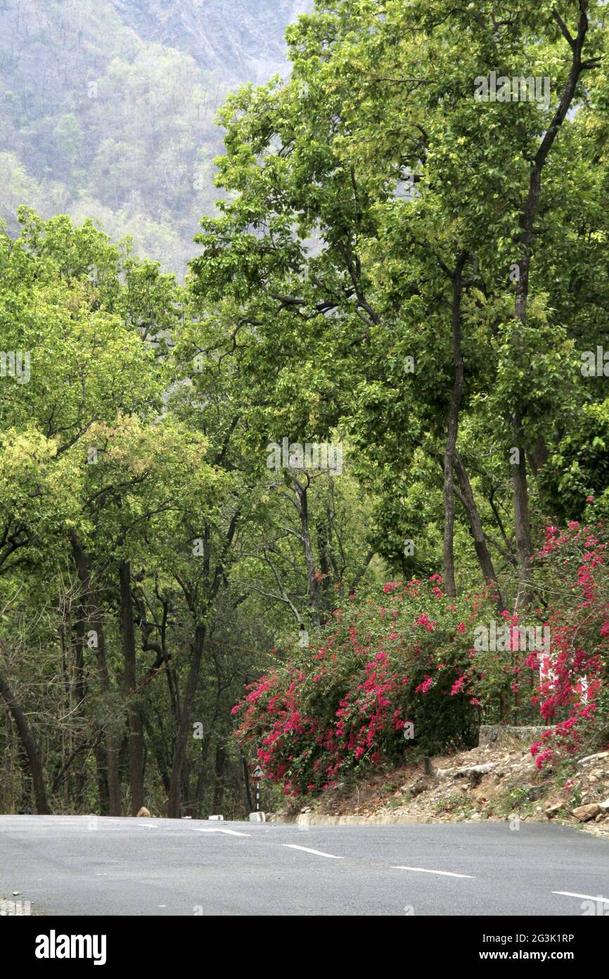 Roadside greenery hi-res stock photography and images - Alamy