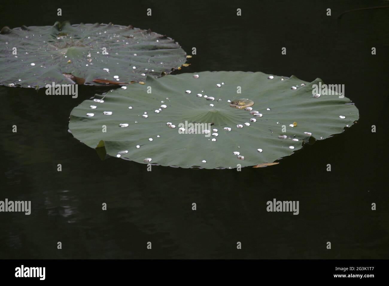 Floating leaves hi-res stock photography and images - Alamy
