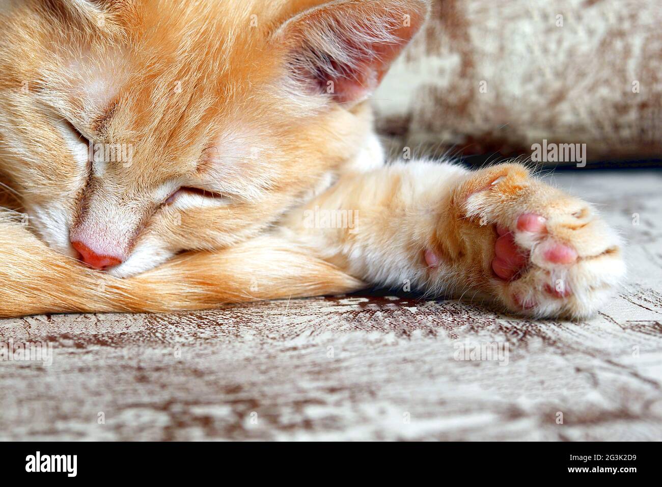 ginger cat sleeping on a couch with outstretched paw, closeup Stock ...