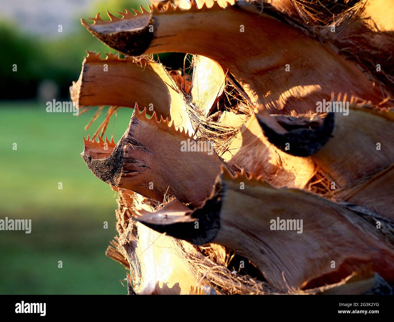 palm tree trunk closeup Stock Photo - Alamy