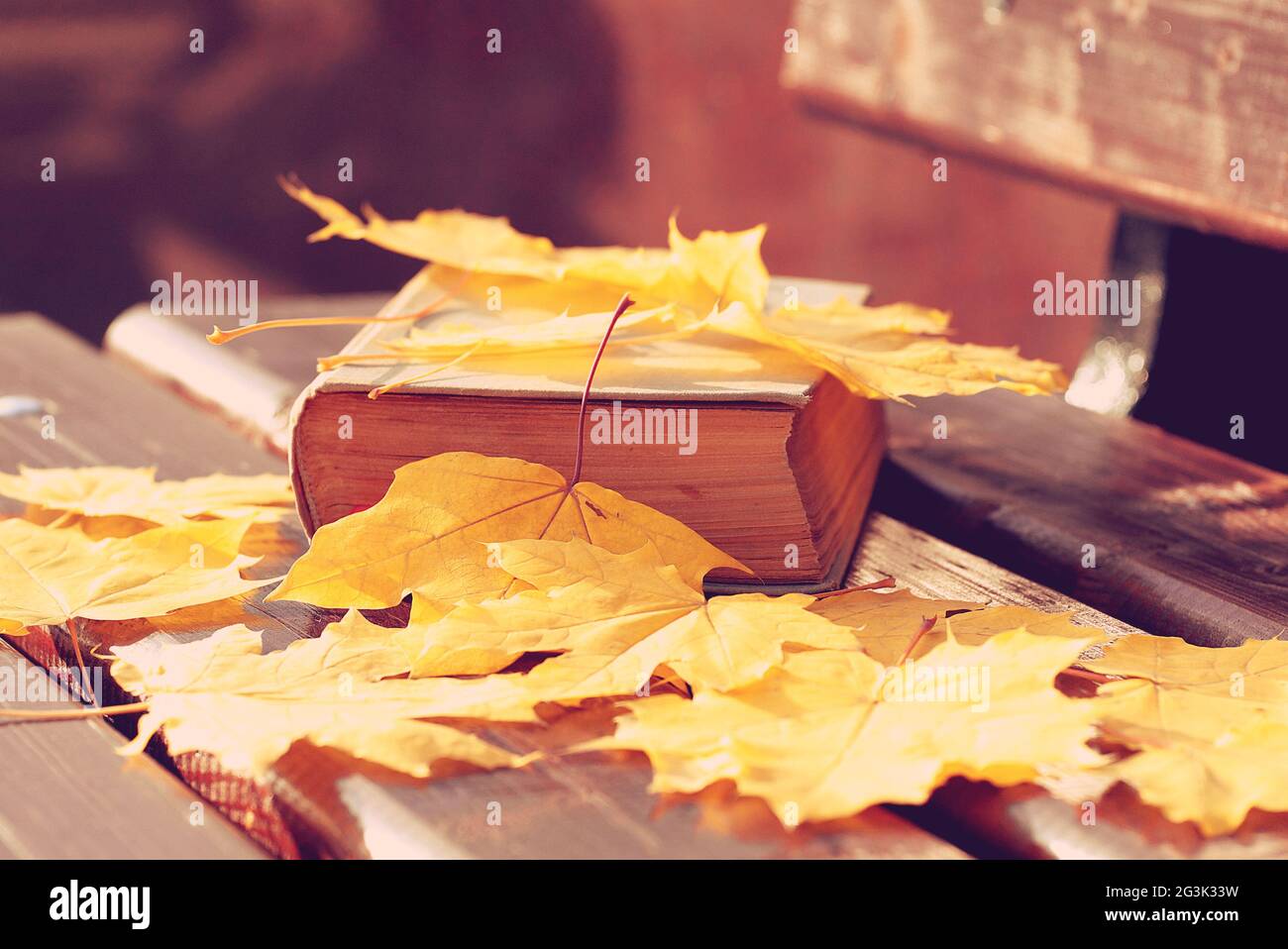 closed old book on a bench covered with fallen maple leaves under ...