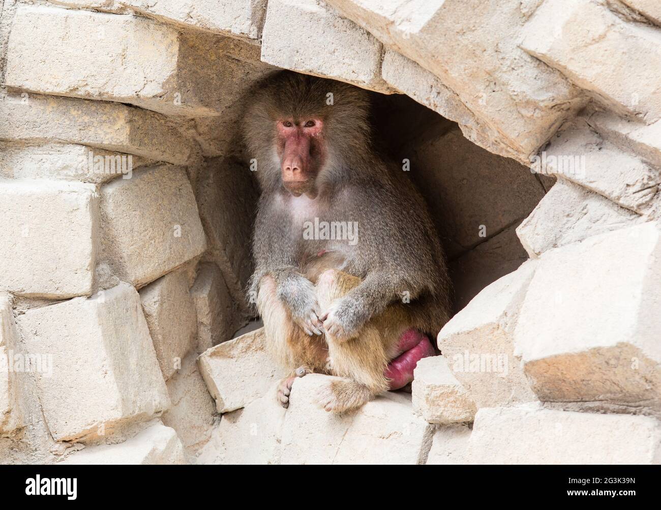 Baboon sleeping hi-res stock photography and images - Alamy