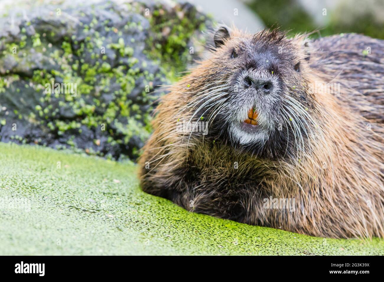 Muskrat hands hi-res stock photography and images - Alamy