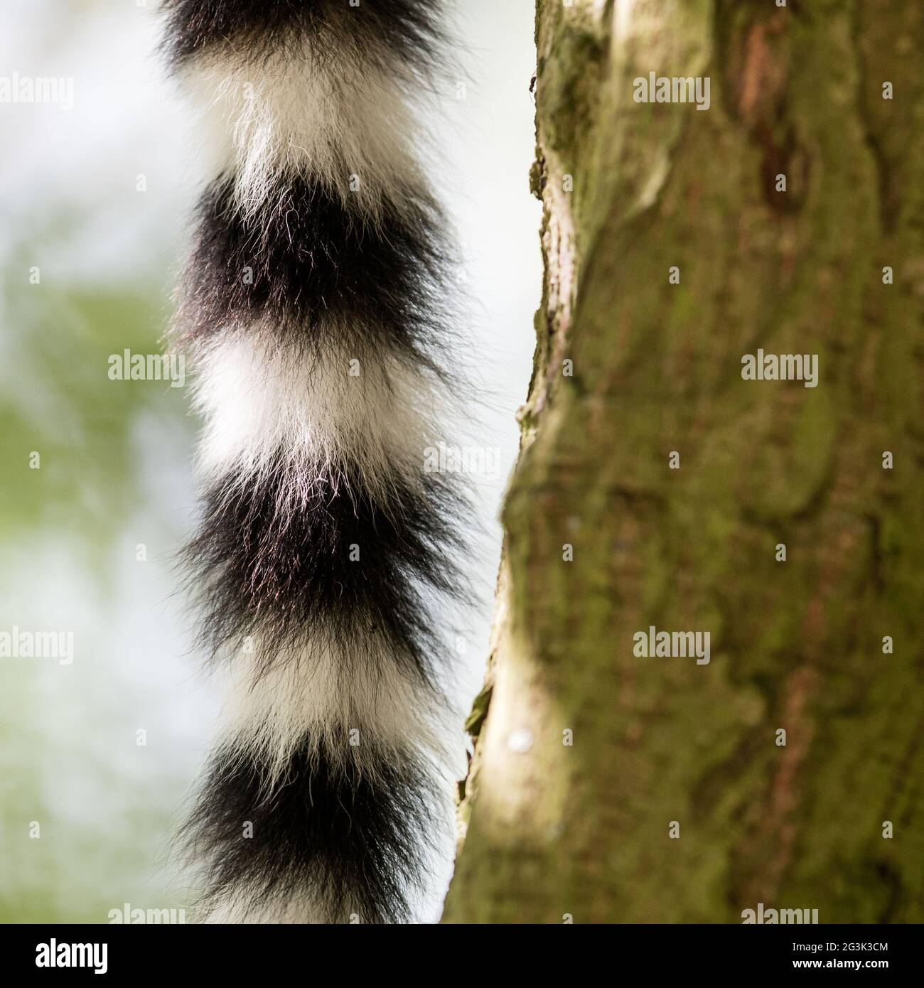 Primate tail balance hi-res stock photography and images - Alamy