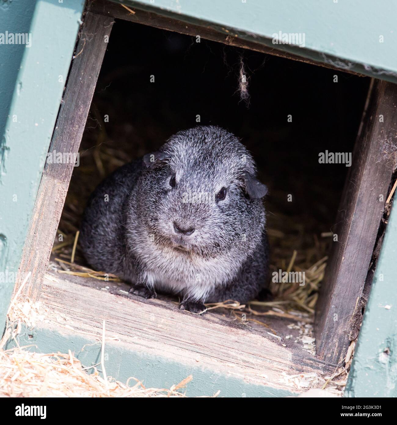 Portrait of a black guinea pig Stock Photo - Alamy
