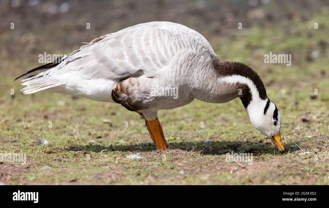 Bar-headed goose (Anser indicus Stock Photo - Alamy